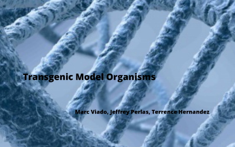 Transgenic Model Organisms by Marc Lorenz on Prezi