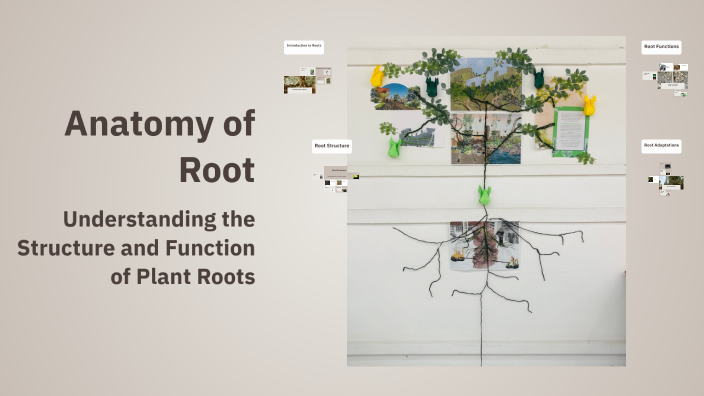 Anatomy of Root by MANJU SINKU on Prezi