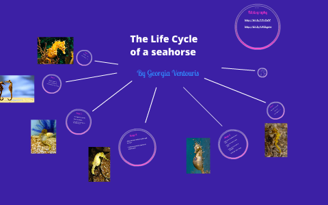 The Life Cycle of a Seahorse by Georgia V on Prezi