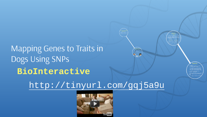 Mapping Genes to Traits in Dogs Using SNPs by Rebecca Green Bew on Prezi