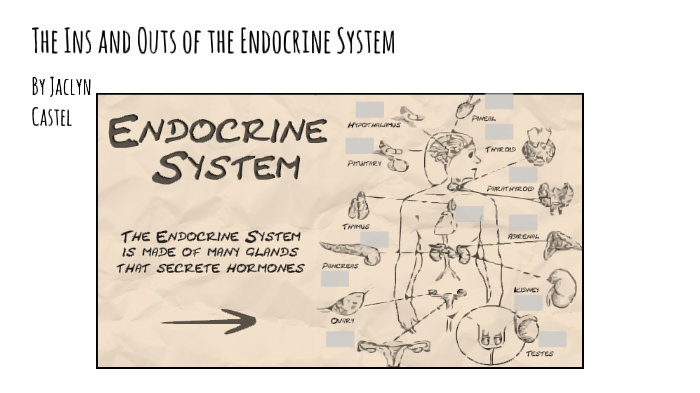 Project 5 Endocrine System by JACLYN CASTEL on Prezi