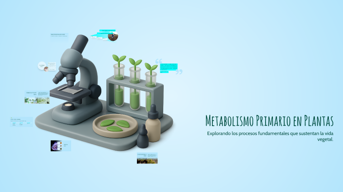 Metabolismo Primario en Plantas by IRVING QUEZADA LUGO on Prezi
