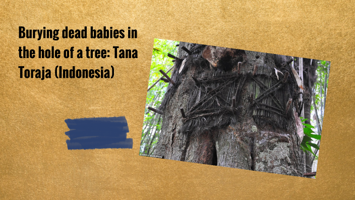 Burying dead babies in the hole of a tree: Tana Toraja (Indonesia) by ...