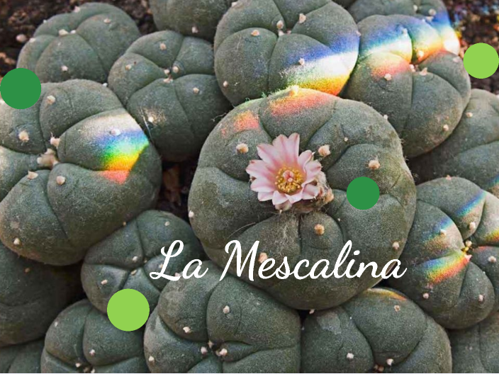 la mescalina by adele mongelli on Prezi