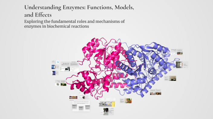 Understanding Enzymes: Functions, Models, and Effects by Caleb Estrada ...