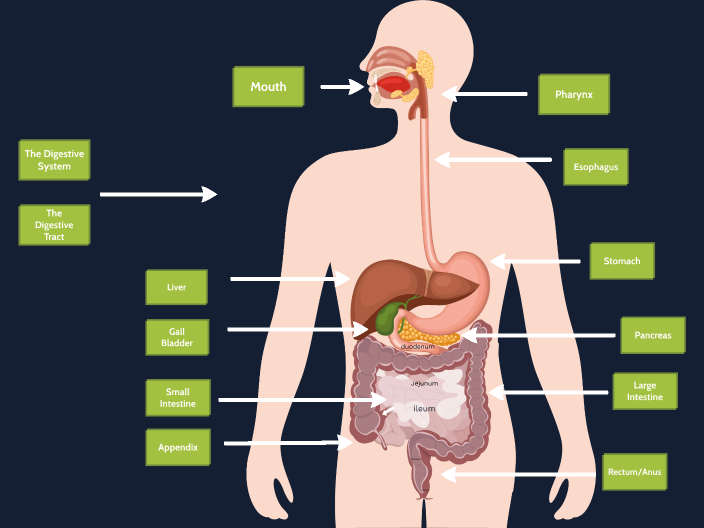 Bio 20 Digestive System Diagram by Dilshaan Sandhu on Prezi