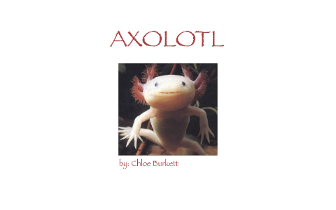 Axolotl Adaptations by Chloe Burkett on Prezi