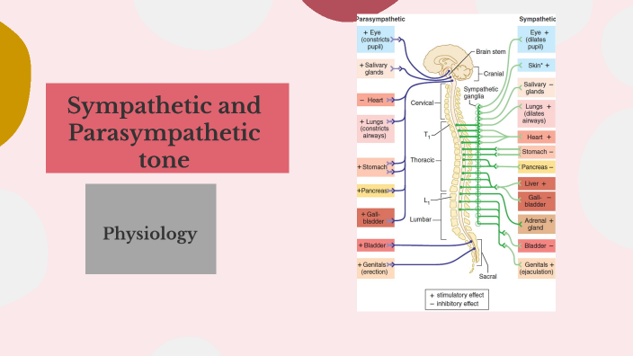 Sympathetic and Parasympathetic tones by Maryam Ahmed on Prezi