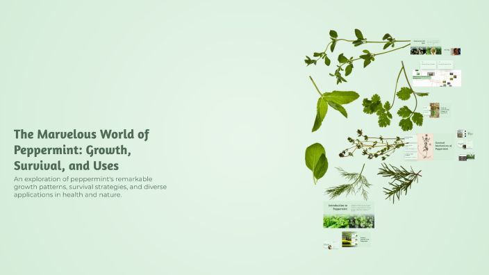 The Marvelous World of Peppermint: Growth, Survival, and Uses by Darryl ...