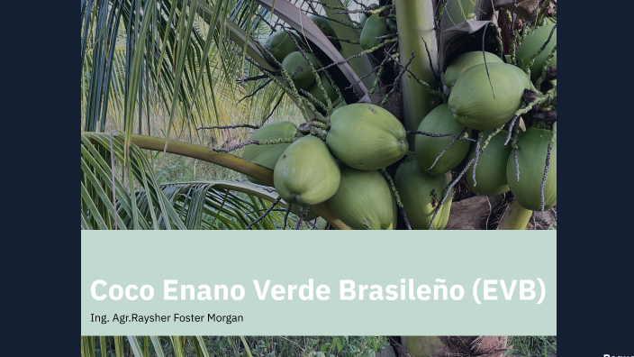 Coco Enano Verde de Brasil by Raysher Anthony Foster Morgan on Prezi
