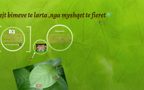 Drejt bimeve te larta ,nga myshqet te fieret by Juna Bizhga on Prezi
