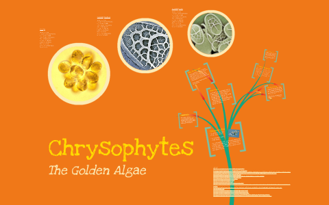 Chrysophytes by Justin Gonzaga on Prezi