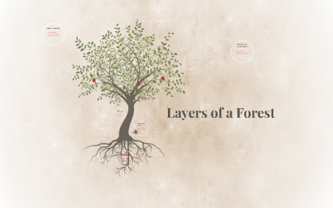 Layers of a Forest by Ben TheKatyKat on Prezi