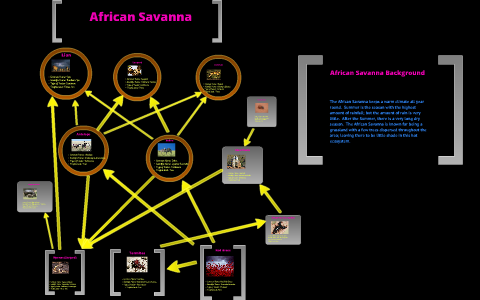 African Savanna Food Web by Ashley Seaman on Prezi