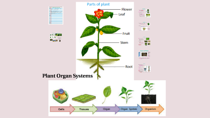 Plant Organ Systems by Rachel Esquibel on Prezi