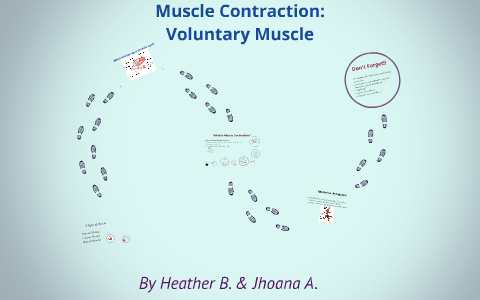 Muscle Contraction: Voluntary Muscle by Jhoana Aclan on Prezi