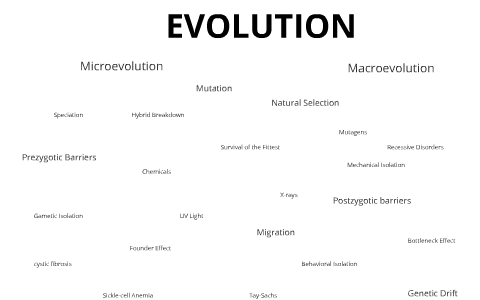 Evolution Word Sort by William Frey on Prezi
