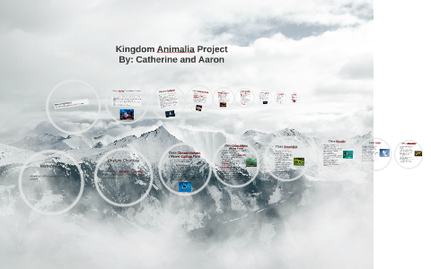 Kingdom Animalia Project by Catherine Karanja