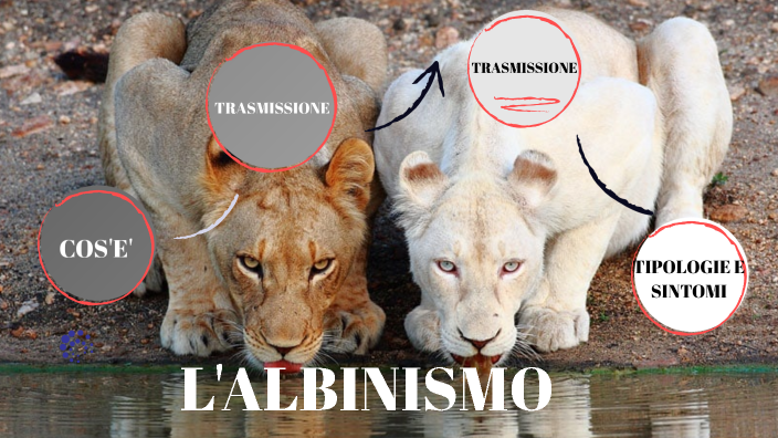 albinismo by eleonora melis on Prezi