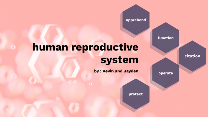 human reproductive system by Diệp Gia Bảo on Prezi