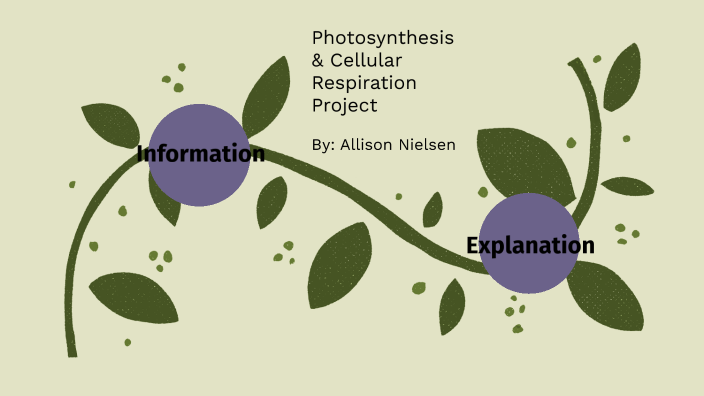 Photosynthesis & Cellular Respiration Project by Allison Nielsen on Prezi