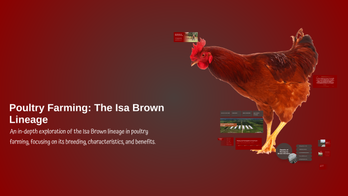 Poultry Farming: The Isa Brown Lineage by HELENA GALVAO PEREIRA on Prezi
