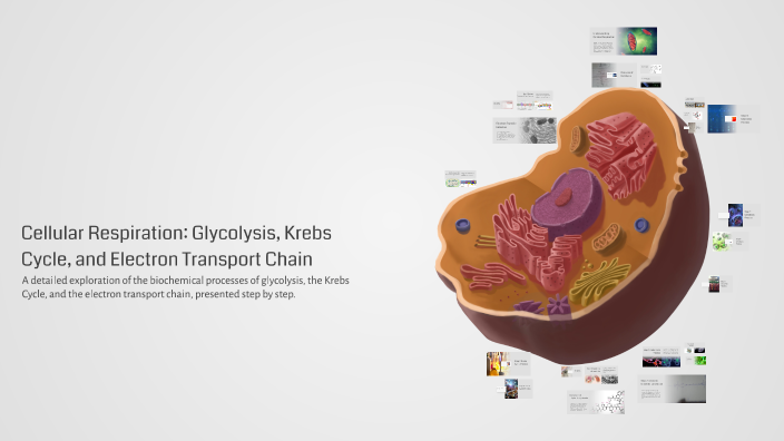 Cellular Respiration: Glycolysis, Krebs Cycle, and Electron Transport ...