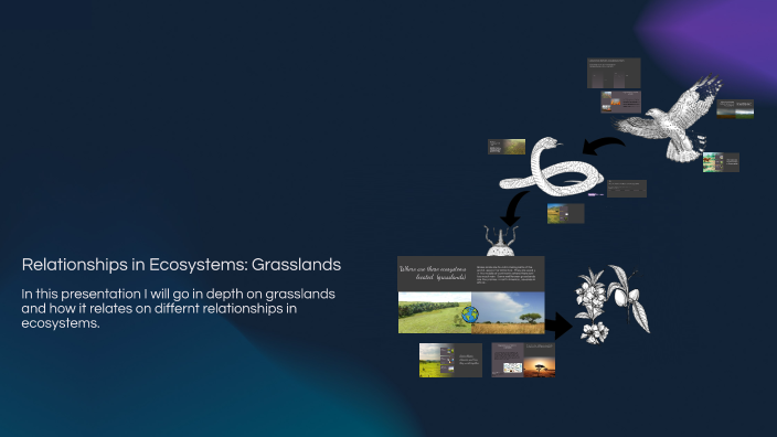 Relationships in Ecosystems: Grasslands by JV - 07MK 956749 Allan A ...