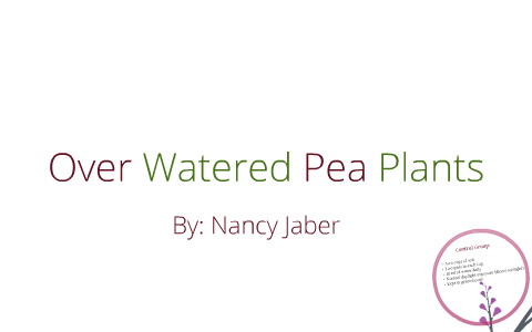 bio by nancy jaber on Prezi