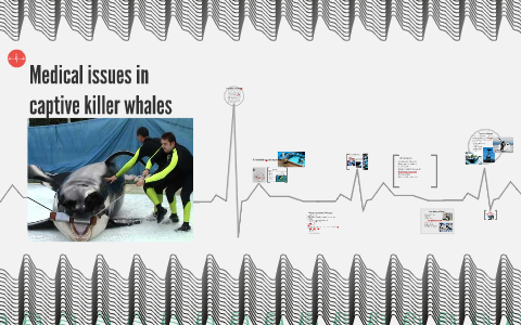 Medical issues in captive killer whales by Jenna Bodnar on Prezi
