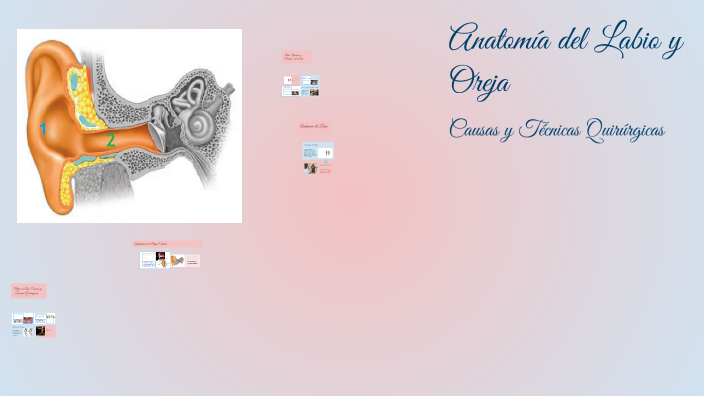 Anatomía del Labio y Oreja by Noelia Pais on Prezi