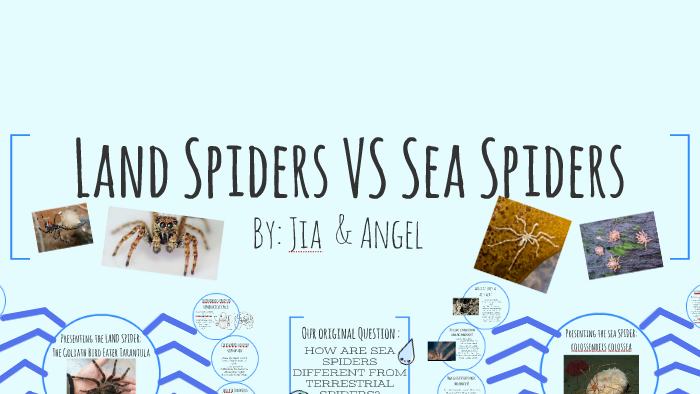 Land Spiders VS Sea Spiders by Zhes Pagar on Prezi