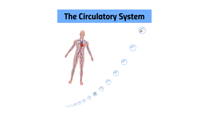 The Circulatory System by Gemma Rowell on Prezi