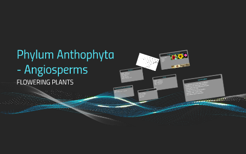 Phylum Anthophyta - Angiosperms by k b on Prezi