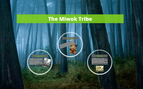 The Miwok Tribe by on Prezi
