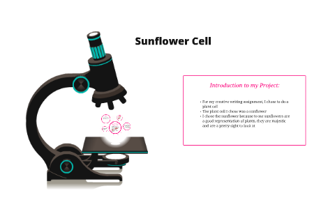 Sunflower Cell by Megan Jempson on Prezi