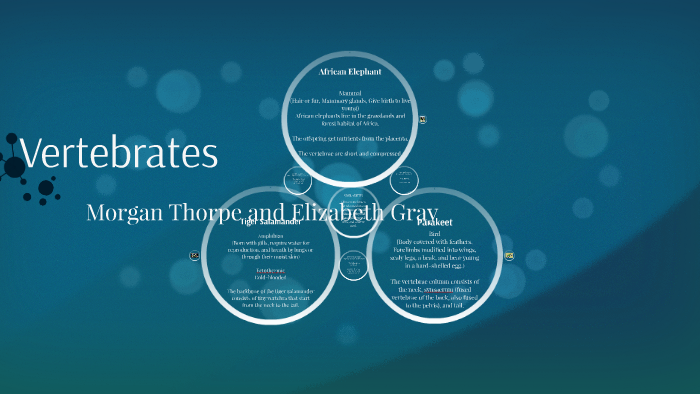 Vertebrates by Morgan Thorpe on Prezi