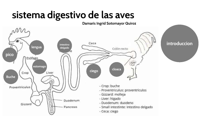 sistema digestivo de las aves by Damaris Sotomayor on Prezi