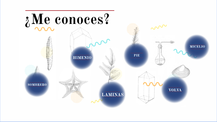 Partes de una seta by Jorge Arv on Prezi