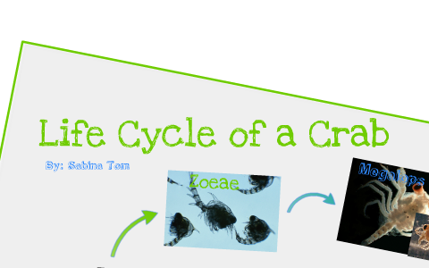 Life Cycle of a Crab by Sabina Tom on Prezi