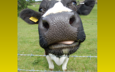 dairy cattle tail docking by manauri marquez on Prezi