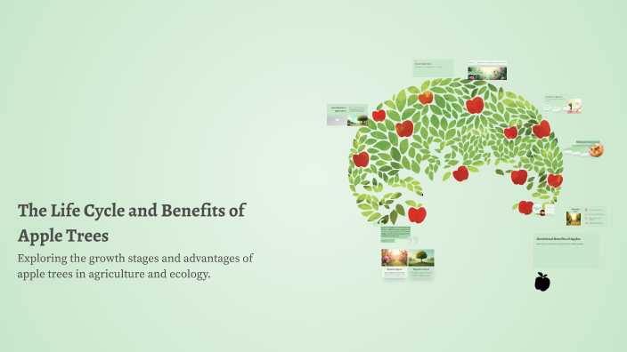 The Life Cycle and Benefits of Apple Trees by tarik aka on Prezi