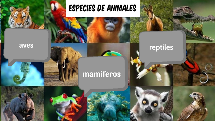 especies de animales by Yennaro on Prezi