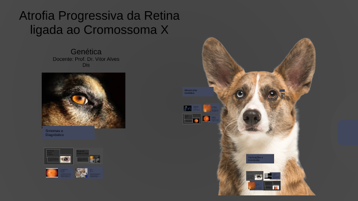 Atrofia Progressiva da Retina ligada ao Cromossoma X em Cães by Vitória ...