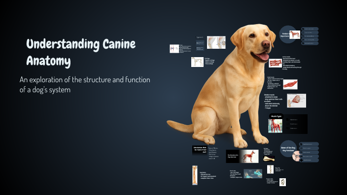 Understanding Canine Anatomy by Brianna Moore on Prezi