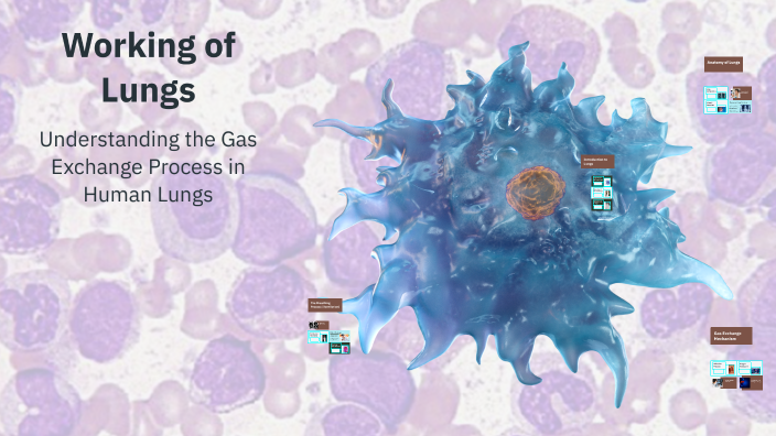 Working of Lungs by Armaan Syed on Prezi