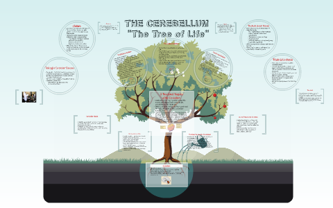 THE CEREBELLUM, aka The Tree of Life by Sarah Saussy on Prezi
