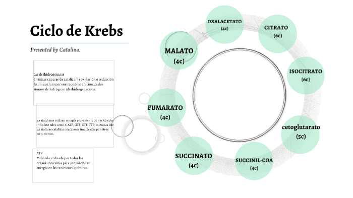 Ciclo de Kreps by Catalina Suarez on Prezi