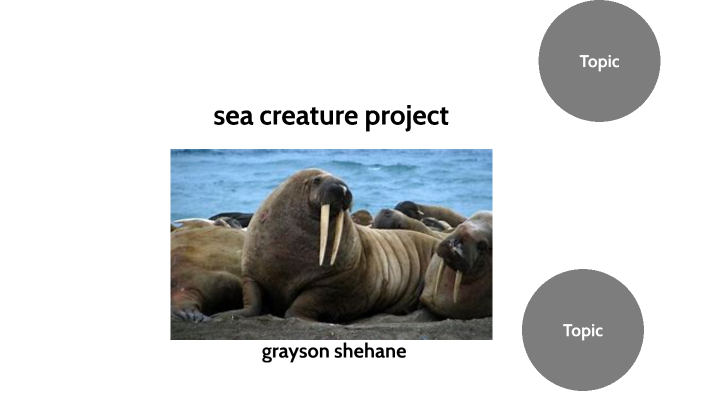 sea creature project by grayson shehane on Prezi