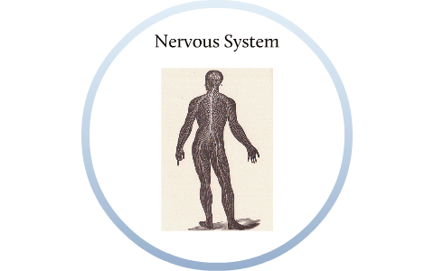 Nervous System by Daniel Magley on Prezi